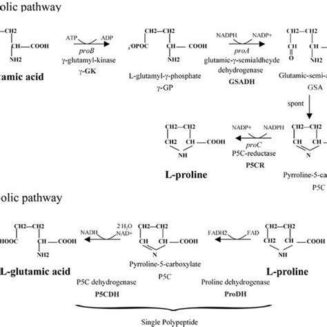 Pdf Multiple Roles Of Proline In Plant Stress Tolerance And Development