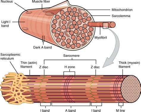 Muscle Encyclopedia Mdpi
