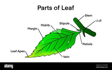 Basic Leaf Parts External Structure Infographics Leaf Anatomy Structure Of A Leaf