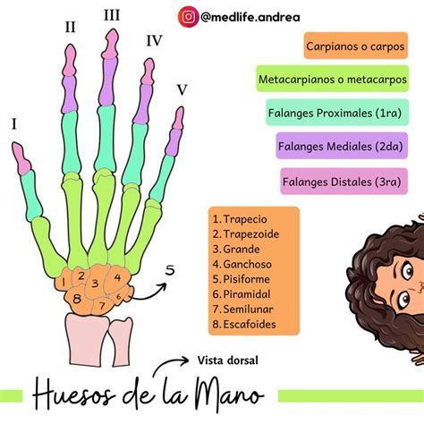 Huesos De La Mano