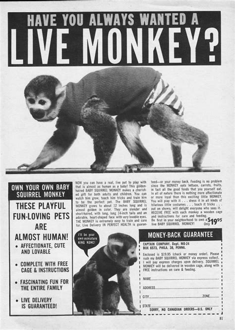 Yes I Want A Live Monkey Swipe File
