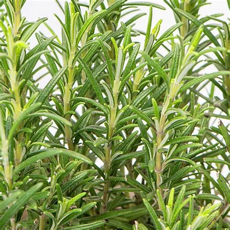 2 X Rosemary Herb Plants In 14cm Pots Rosmarinus Officinalis For