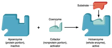 Coenzyme Definition And Examples Biology Online Dictionary
