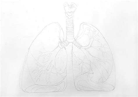 Lungs Sketch