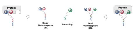 Affinity Maturation Del Technology Dna Encoded Chemical Libraries