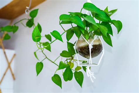 6 Easy Steps To Have A Gorgeous Trailing Pothos