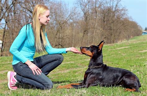 Do Dobermans Make Good Guard Dogs Training Pros And Cons Dogster