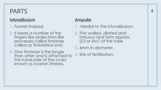 Anatomy Of Fallopian Tubes Explained Pptx