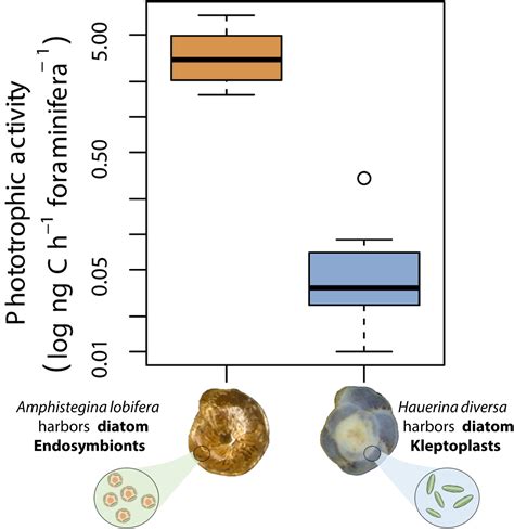 Shared Ancestry Of Algal Symbiosis And Chloroplast Sequestration In