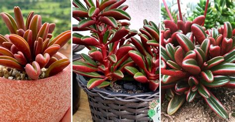 Ruby Glow Peperomia Graveolens Growing And Caring For This Vibrant Plant