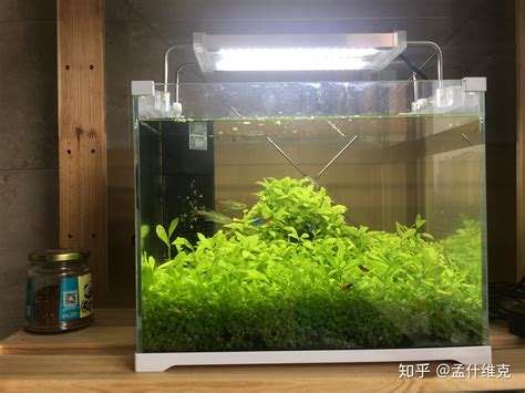 拥有一个角落，就拥有了整个世界（鱼缸养成篇） 知乎