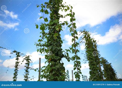 Hops Yard Hops Plants Climbing Of Special Supported Strings Or Wires