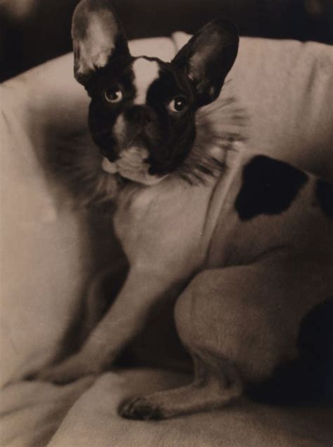 Sammlung Online Münchner Stadtmuseum Elfriede Reichelt Hund 1930