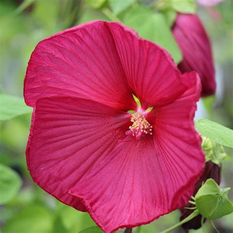 Red Hibiscus Tree