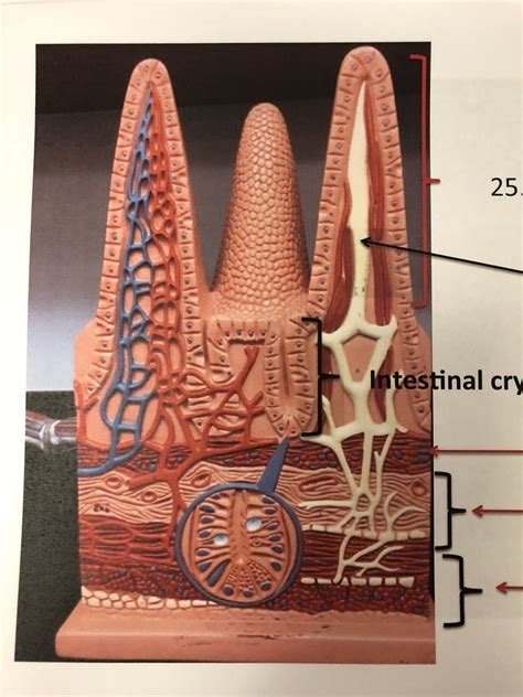 Lab Practicum Small Intestine Diagram Quizlet Lab Practicum Small Intestine Diagram Quizlet