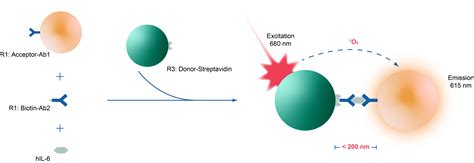 Custom Cytokine Detection And Luminescence Assay Services Cd Bioparticles
