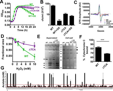 Nature Of The Fitness Cost Imposed By An Active TCA Cycle And Its Download Scientific Diagram