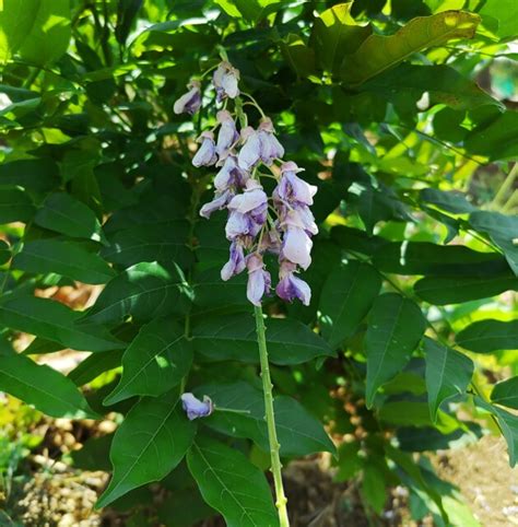 ｢ﾌｼﾞ｣花 By 霧嶌rio （id：11919547） 写真共有サイトphotohito