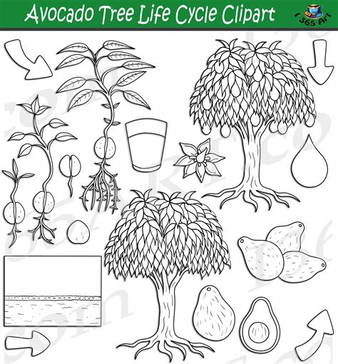Tree Life Cycle Coloring Page