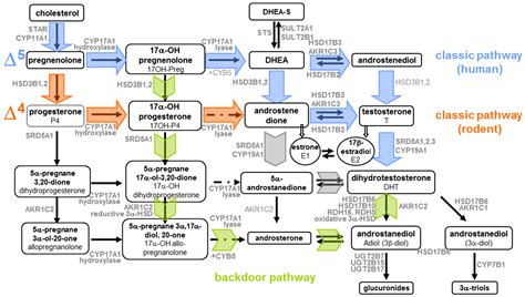 Adrenal Cortex Hormone Synthesis Pathway