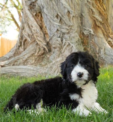 Adopt A Fully Trained Bordoodle See Available Bordoodle Puppies For