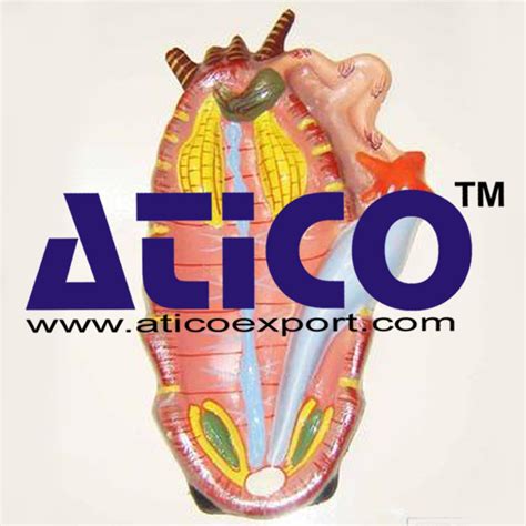 Cockroach Dissection Model Manufacturers And Supplier In India