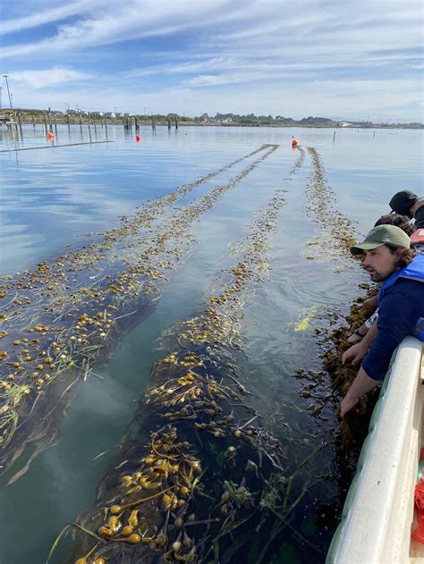Seeding The California Kelp Farming Industry — Greenwave