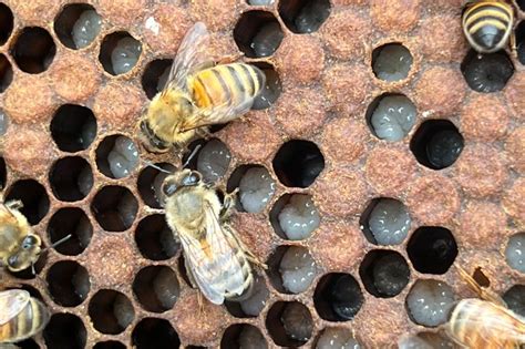 Fazila Yousuf On Linkedin The Varroa Mite Detection And Monitoring