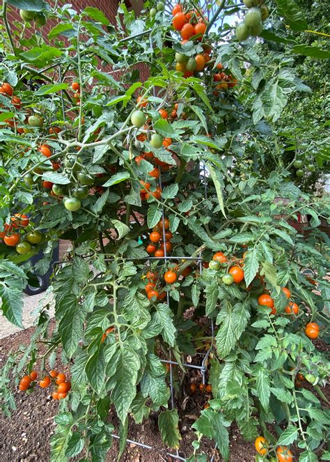 Tomato Sungold Bush Orangeto 3 X 8cm Potted Plants Sustainable