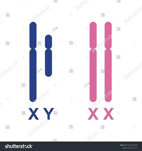Ilustración Colorida De Los Cromosomas Sexuales Vector De Stock Libre