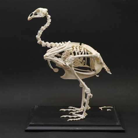 Sold At Auction Large Bird Skeleton