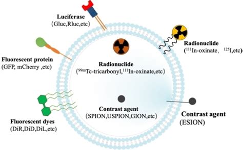 Various Molecular Imaging Techniques To Label Extracellular Vesicles Download Scientific