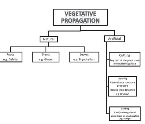 How Do The Organisms Reproduce Notes For Class Science