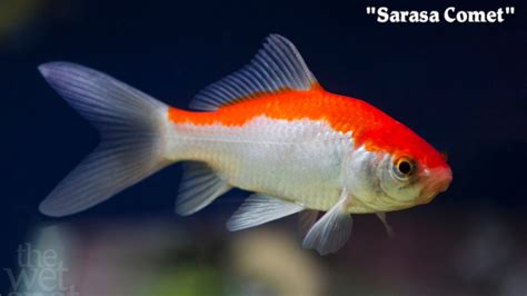 Carassius Auratus Tropical Freshwater Fish For Sale Online