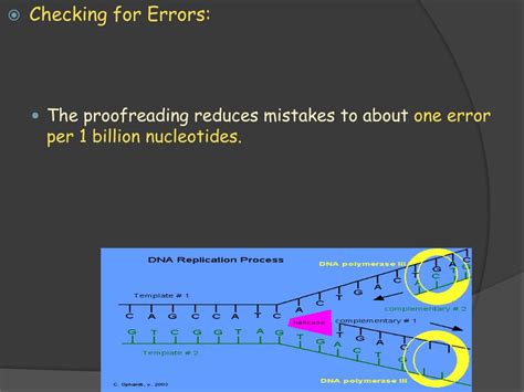 PPT Biology 9 3 Replication Of DNA PowerPoint Presentation Free Download ID 2771549