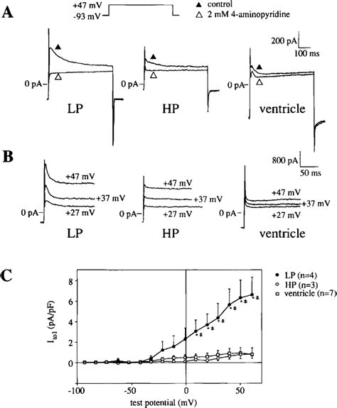 Transient Outward Current I To In Single Purkinje And Ventricular