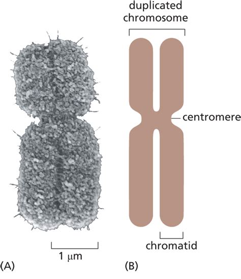 The Structure Of Eukaryotic Chromosomes