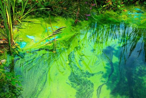Florida Department Of Health In Osceola Issues Caution For Blue Green