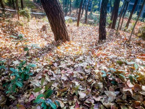 秋天漫山遍野落叶植物摄影图图片 包图网企业站