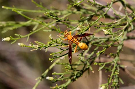 Yellow Paper Wasp