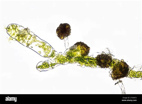 Gametophyte Fern Cut Out Stock Images And Pictures Alamy