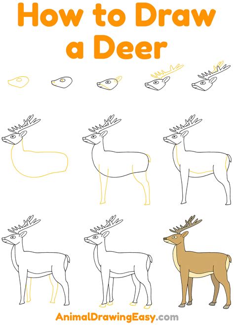 How To Draw A Deer