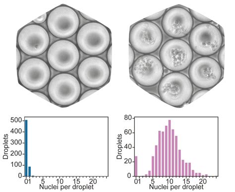 Scientists Develop New Method For Ultra High Throughput RNA Sequencing In Single Cells