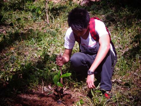 Pin By Jhehan Vida On Nstp Tree Planting Trees To Plant Plants Tree
