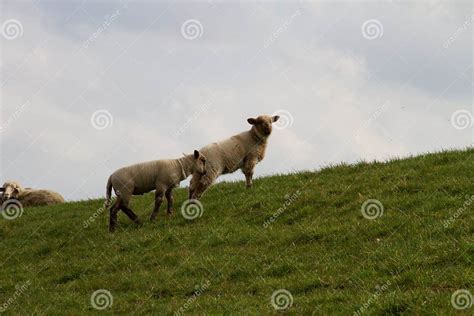 View On Two White Sheeps On A Grass Area Under A Cloudy Sky In Rhede