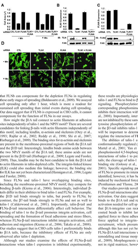 Talin 1 Is Required Downstream Of Integrin Activation For Spreading Download Scientific Diagram