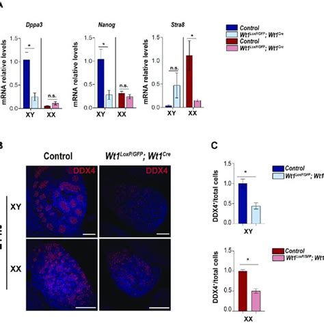 Embryonic Wt1 Loxpgfp Wt1 Cre Mice Exhibit Germ Cell Reduction A
