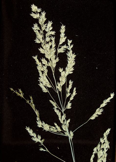 Poa Trivialis Poaceae