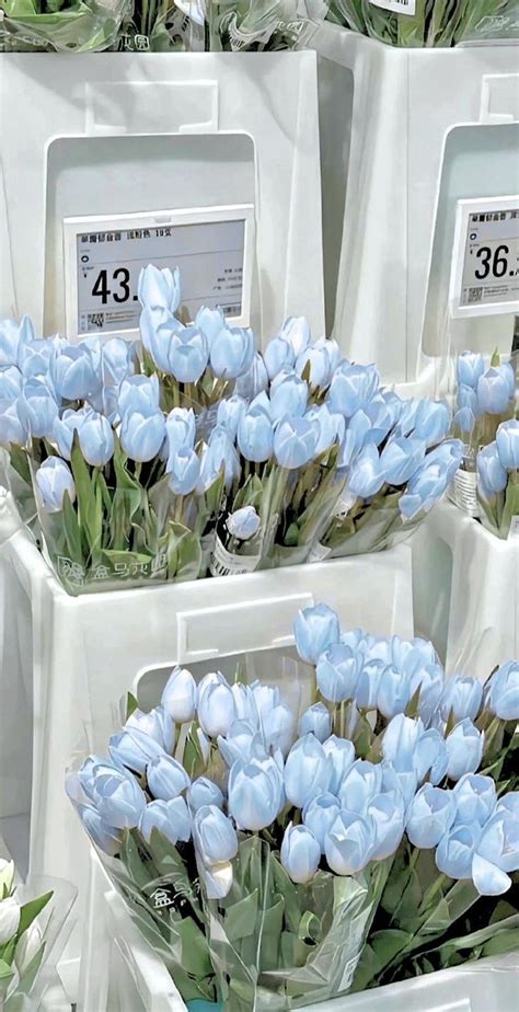 Pin Oleh Katie Di Plants Di 2024 Bunga Tulip Bunga Biru Fotografi Bunga