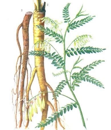 20 Sementes Astragalus Membranaceus Astrágalo Frete Rápido Mercadolivre